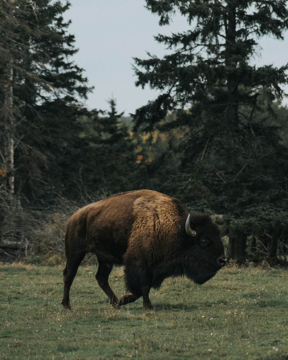 American Bison - Free Stock Photo – Pixel Surplus