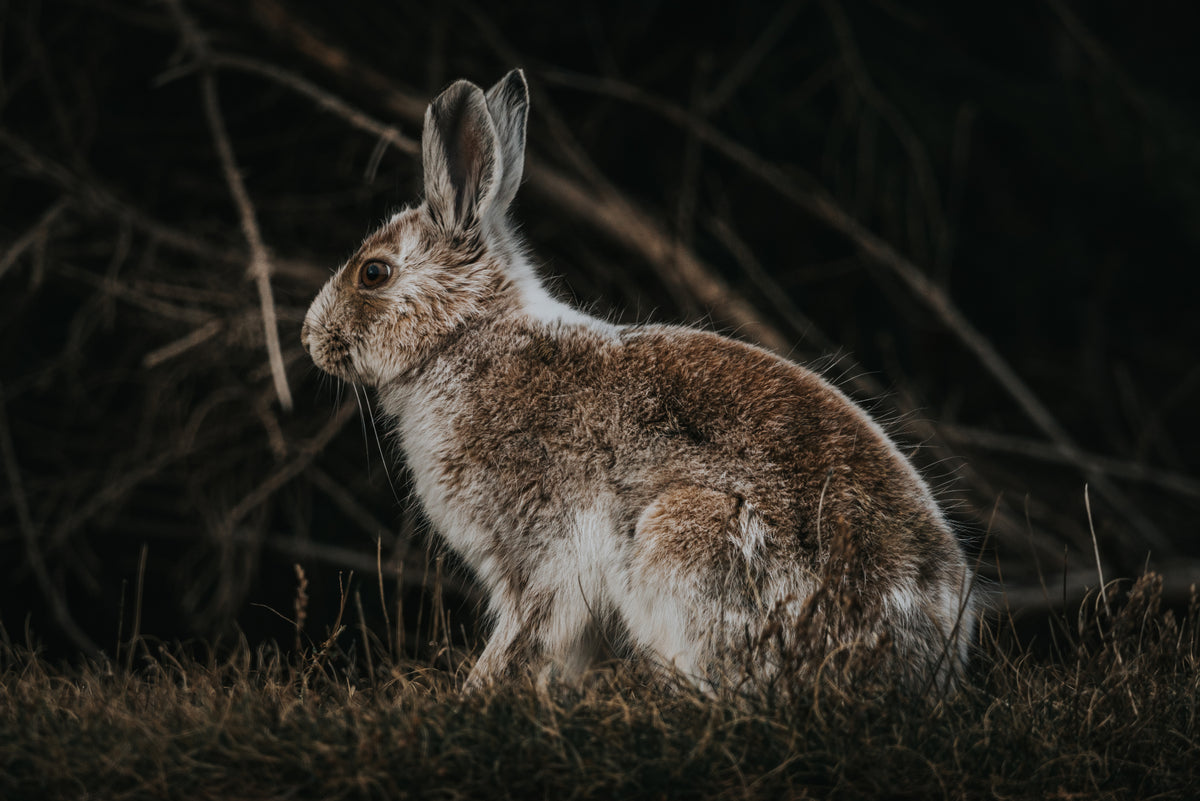 Nuttall's Cottontail - Free Stock Photo – Pixel Surplus
