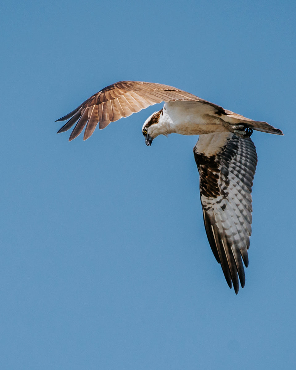 River Hawk Bluer - Free Stock Photo – Pixel Surplus