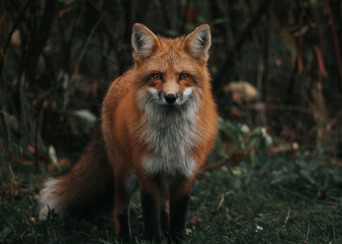 Gazing Fox - Free Stock Photo – Pixel Surplus
