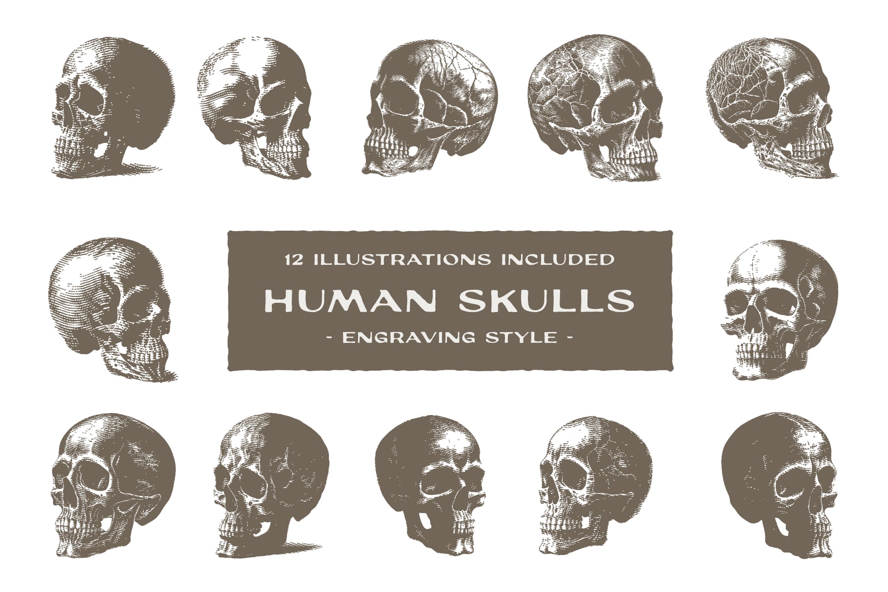 Human Skulls - Engraving Style Illustrations – Pixel Surplus